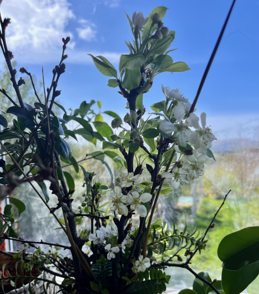 Hello spring equinox - Louise Yoga
